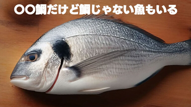 「〇〇鯛」のほとんどが鯛ではなく「めでたい」にあやかって鯛を名乗っている - ディレイマニア